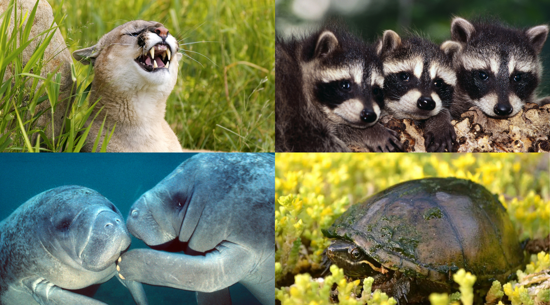 Saving Our Wildlife: A Call to Action on Endangered Species Day – Wild ...