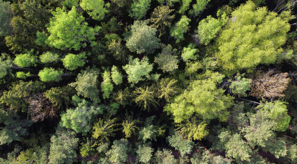 Top 8 Trees to Know in North America - Wild | Life Outdoor Adventures