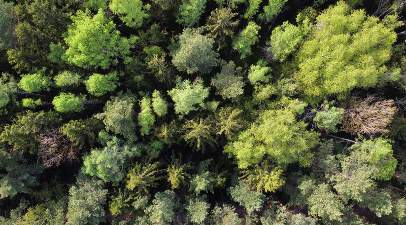 Top 8 Trees to Know in North America - Wild | Life Outdoor Adventures