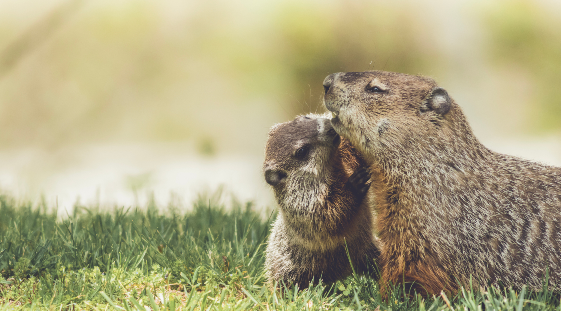 Wild Adventures of Groundhogs: Nature's Little Engineers – Wild | Life ...