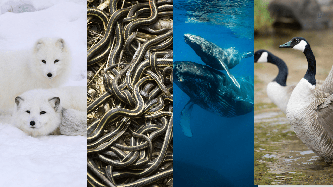 The most interesting, messy, and down-right strange mating rituals of ...