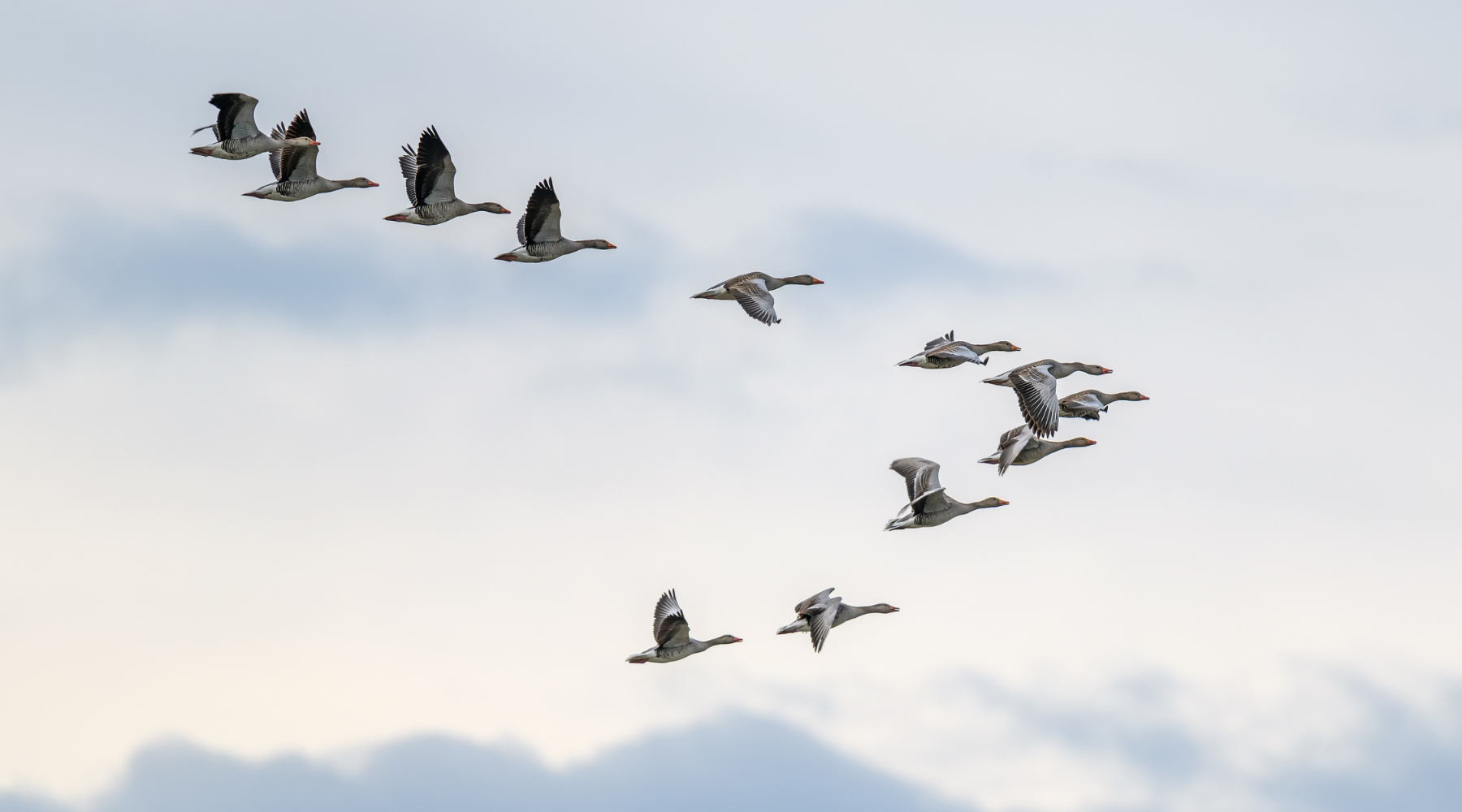 Flyway Adventure: Spotting the Great Bird Migration – Wild | Life ...