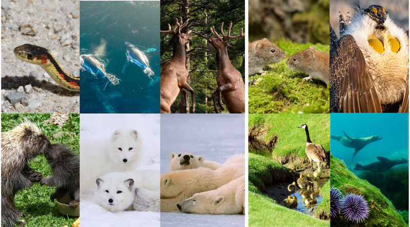 Love is WILD! The Wackiest Animal Mating Rituals of North America ...